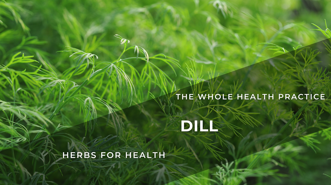 Herbs For Health: Dill – Anethum Graveolens – Aerospring Hydroponics